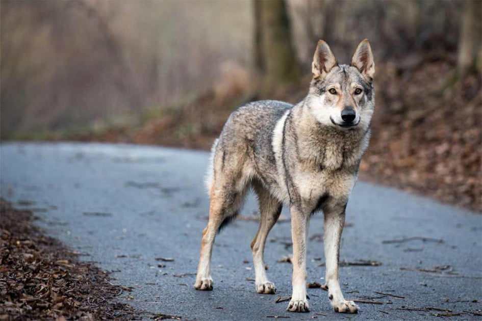 Chien-loup : guide complet sur cette fascinante race hybride